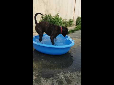 Foal Farm rescue dogs - YouTube