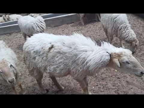 #(CSWRI)Central Sheep and Wool Research Institute Avikanagar Malpura, Tonk,Rajasthan#cswri# ...