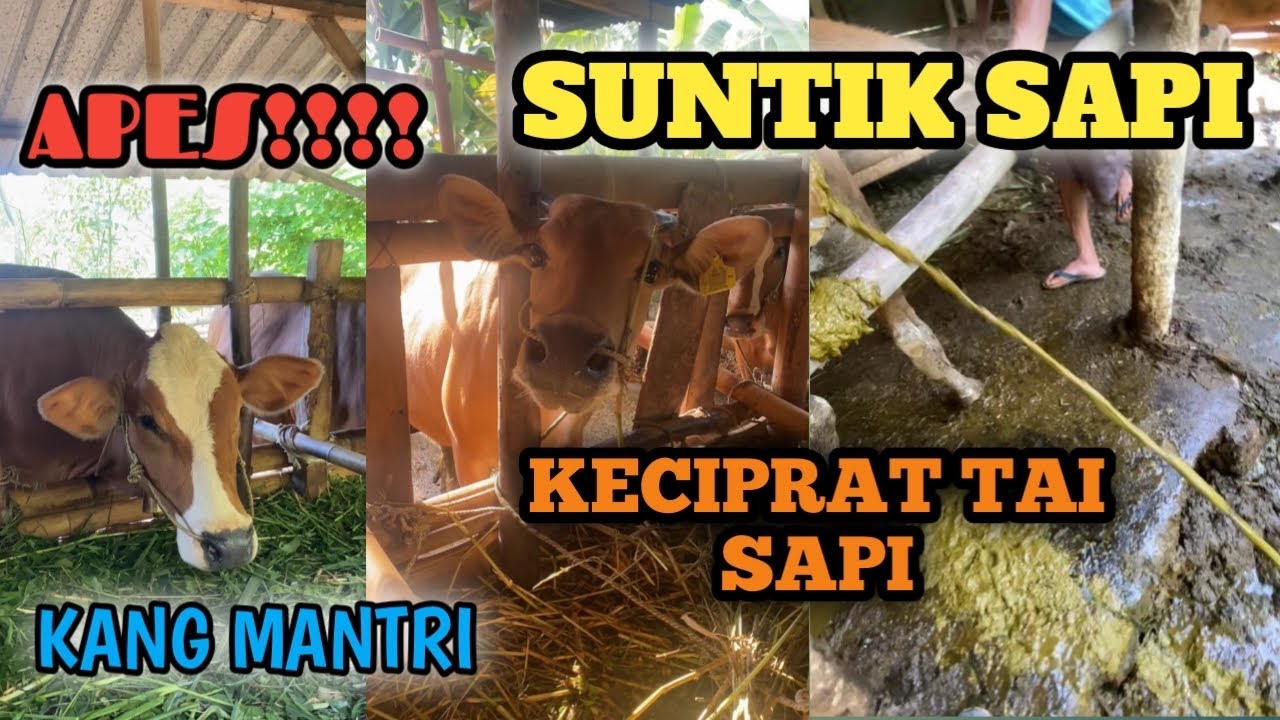 APES!!! KECIPRAT TAI SAPI KETIKA MENGKAWINKAN SAPI - YouTube