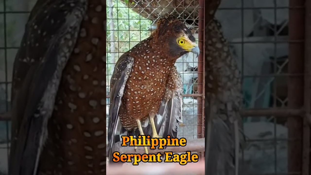Philippine Serpent-Eagle (Spilornis holospilus) #shorts #philippineeagle #eagle #eagles - YouTube
