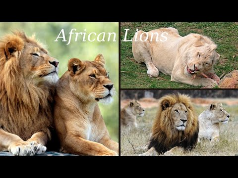 Different kinds of lions 🦁| Beautiful white lion eating his prey # ...