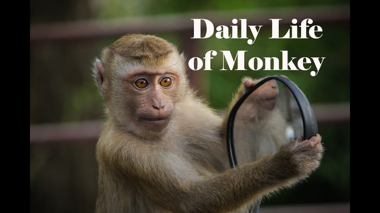 Daily Life of Monkey - YouTube
