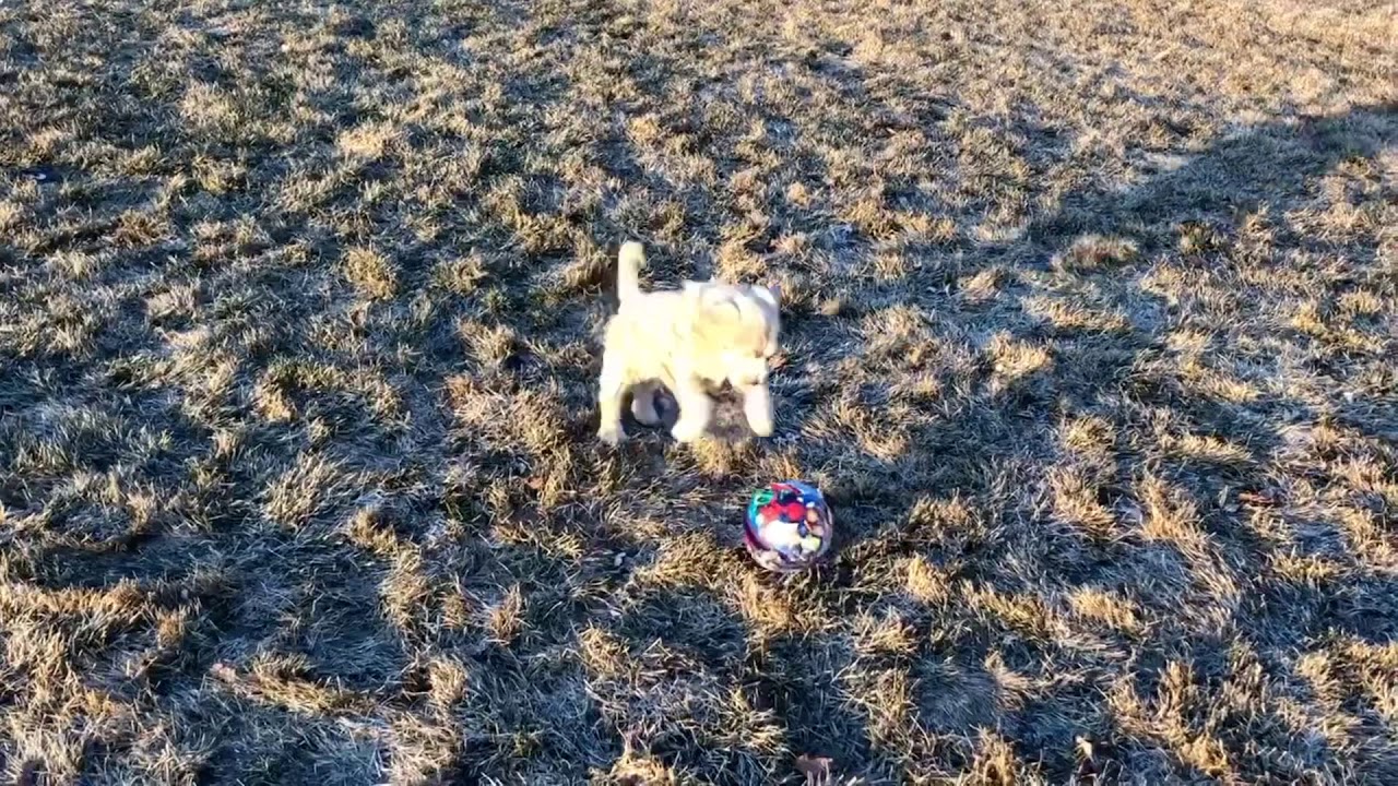 Pouncing Puppy - YouTube