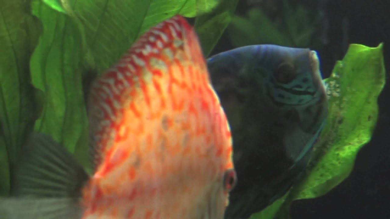 Discus Laying Eggs - YouTube