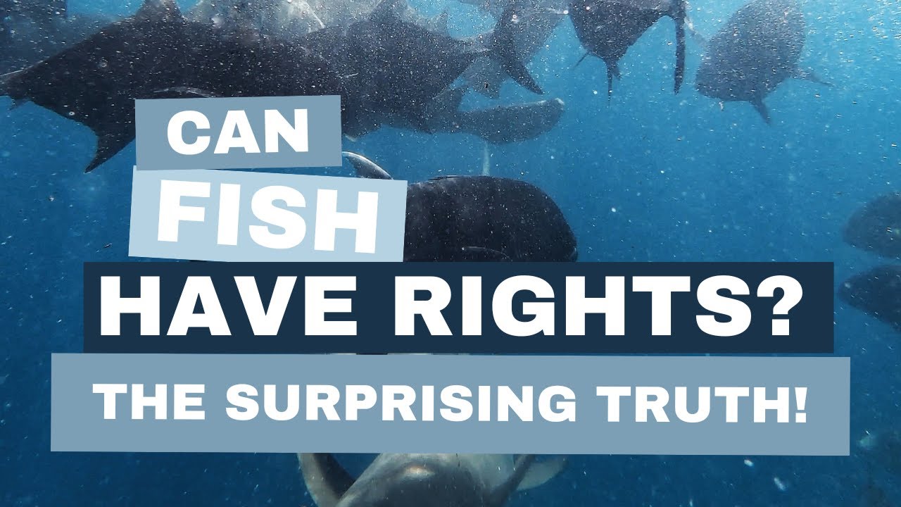 Ocean Rights: Rights of Marine Wildlife - YouTube