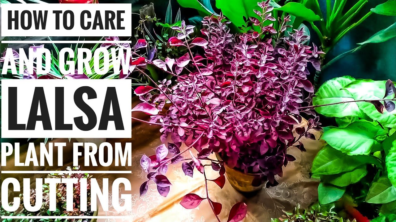 How to Care and Grow Lalsa Plant from Cutting | Loropetalum Plant Care ...