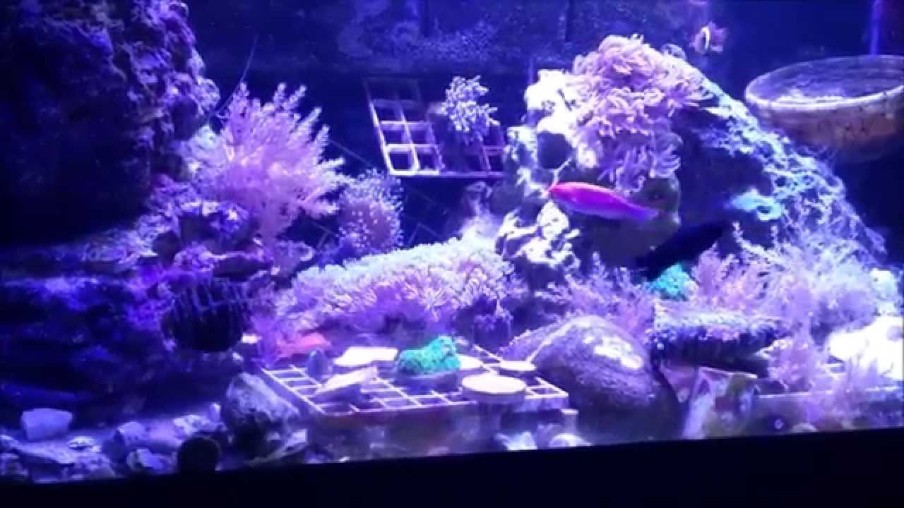 Growing Coral Frag Tank - YouTube