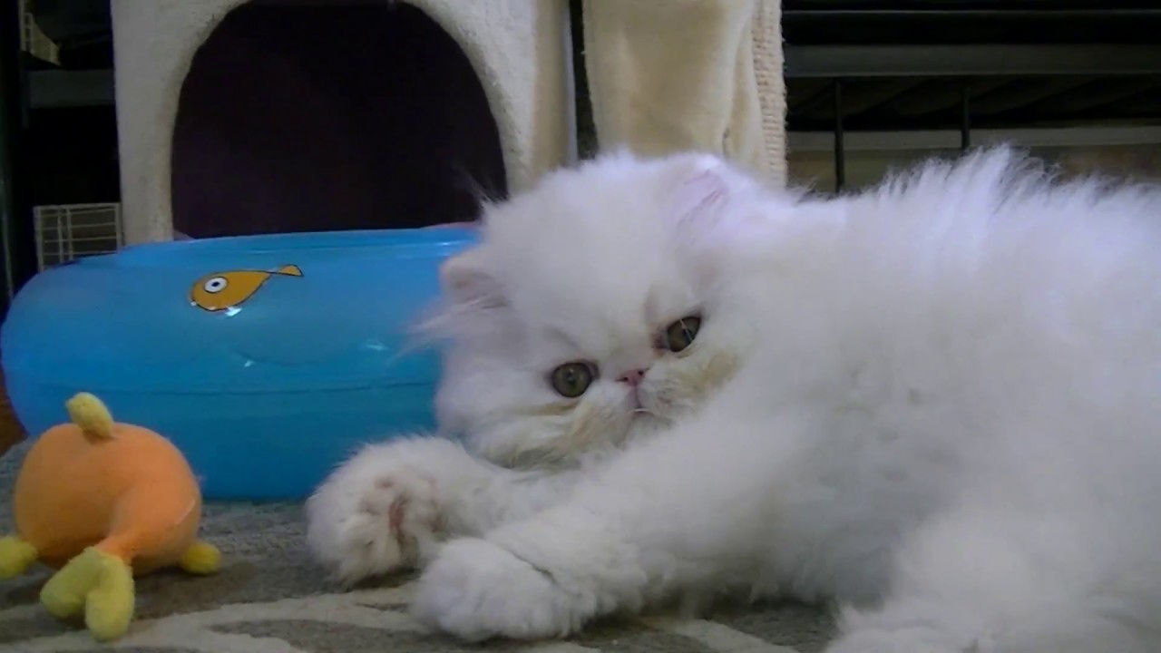 PRETTY KITTY - YouTube