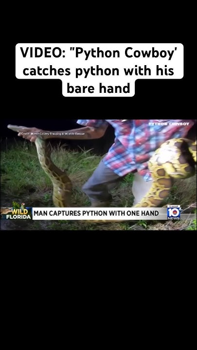 VIDEO: 'Python Cowboy' catches python with his bare hand - YouTube