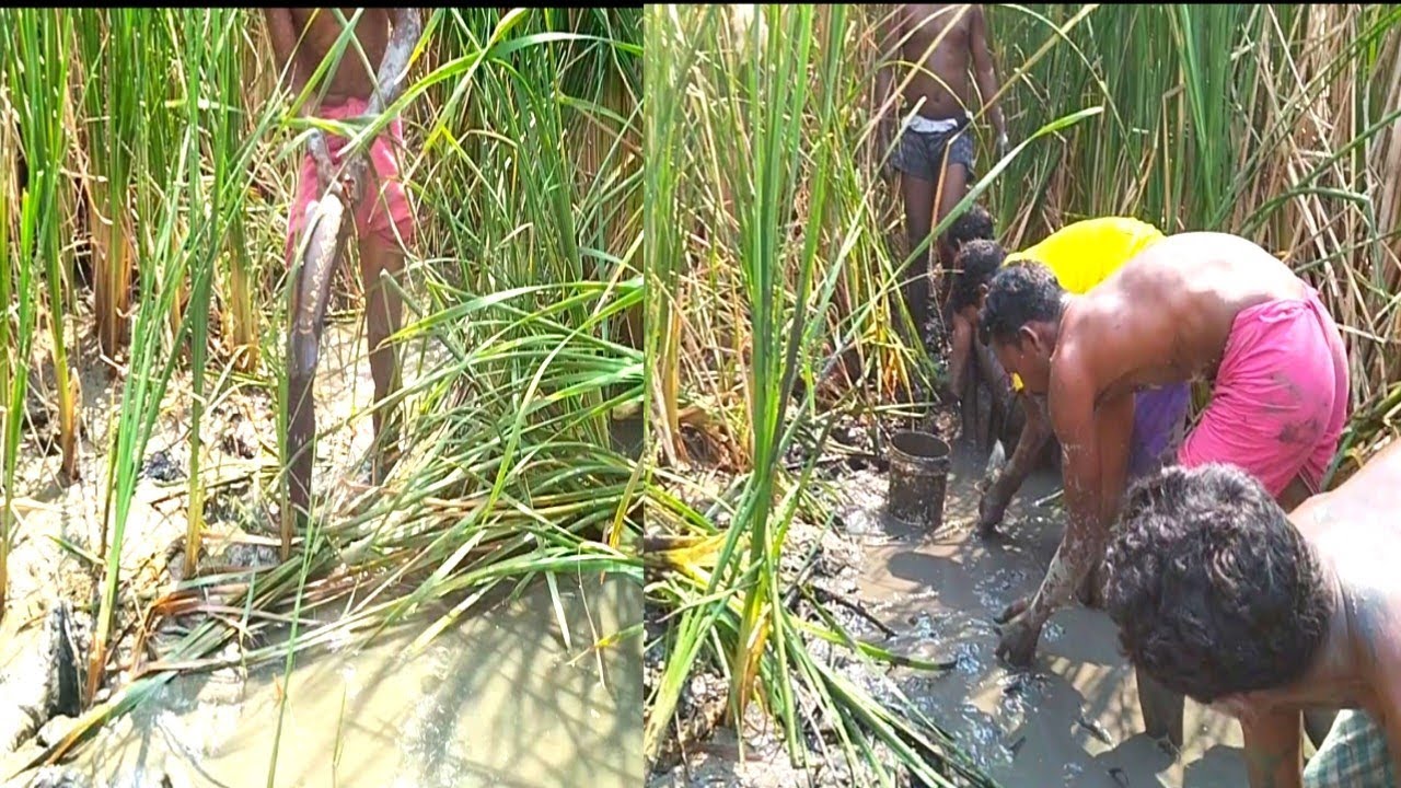 Best Hend Fishing Video by 6 gents || Village Gents Amazing Hend ...