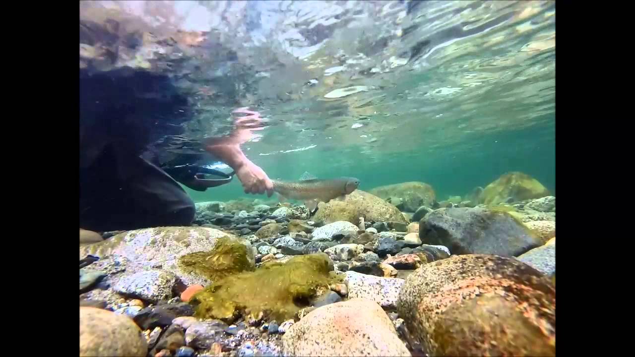 18 inch Rainbow Trout Release (under water) - YouTube