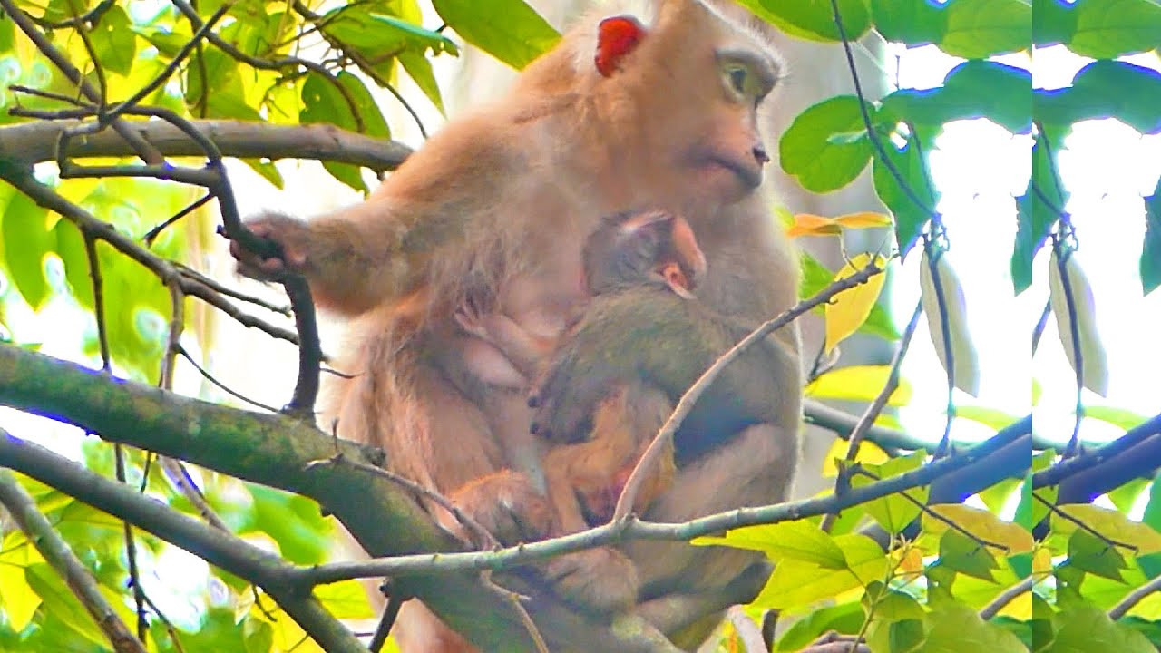 Hot News Very Beautiful Mom Rose Give Birth Her New Born baby Today ...