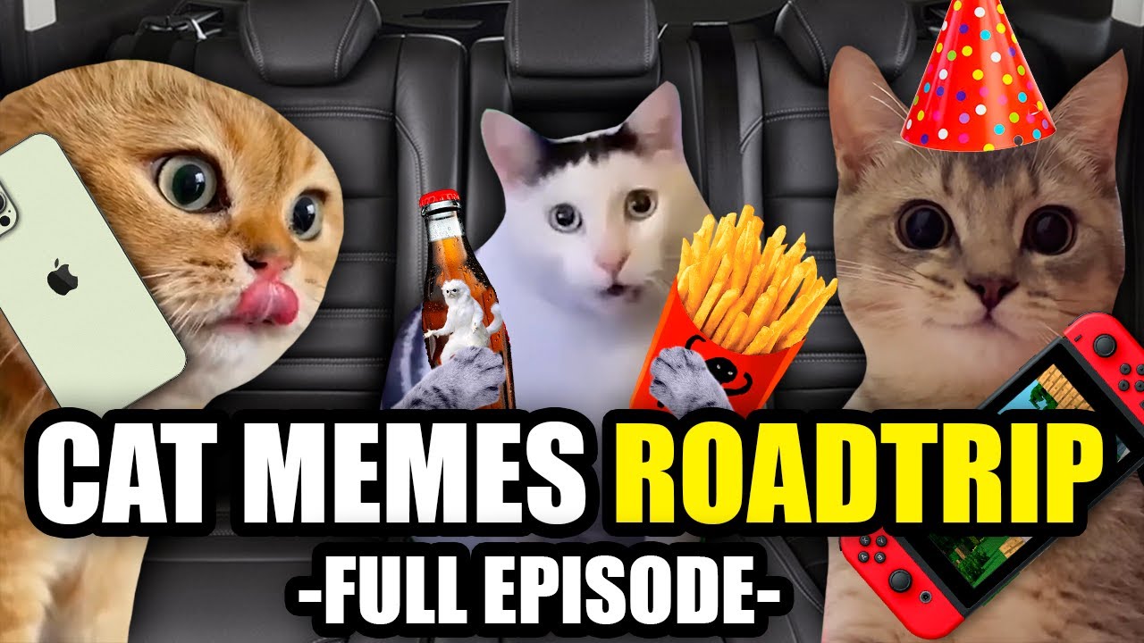 Cat MEMES Roadtrip Compilation Full 1 Hour - YouTube