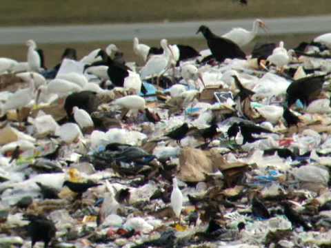 Birds At A Florida Landfill - YouTube