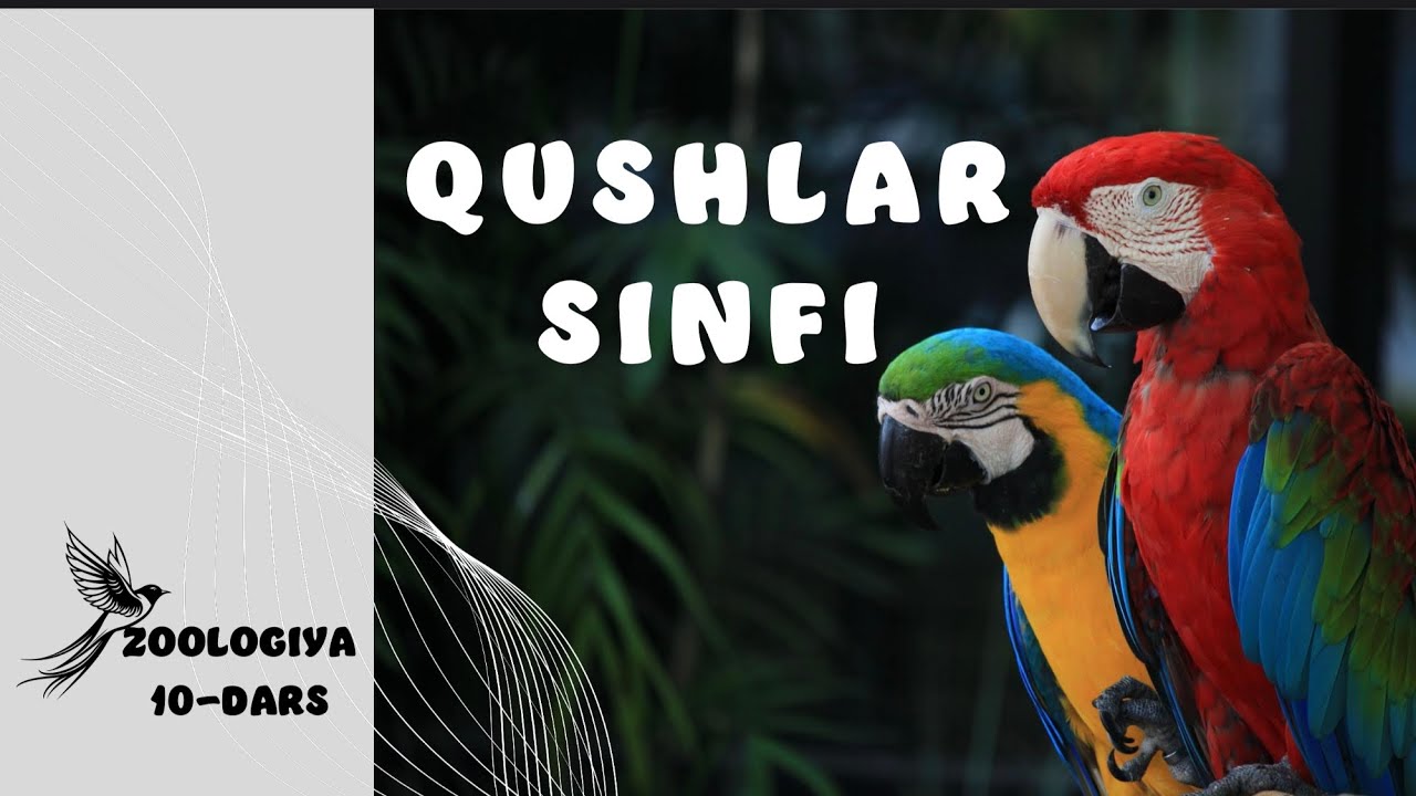 Zoologiya Qushlar sinfi 1-dars - YouTube