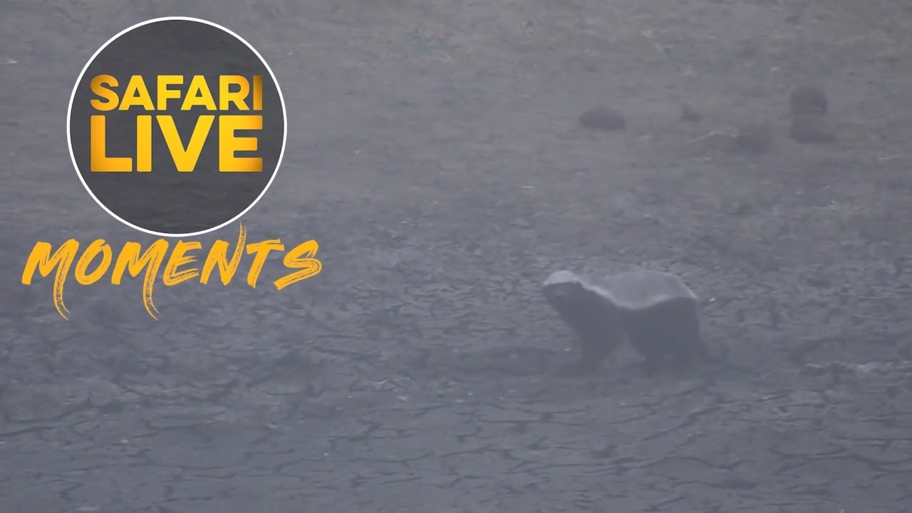 Badger In The Mist - YouTube