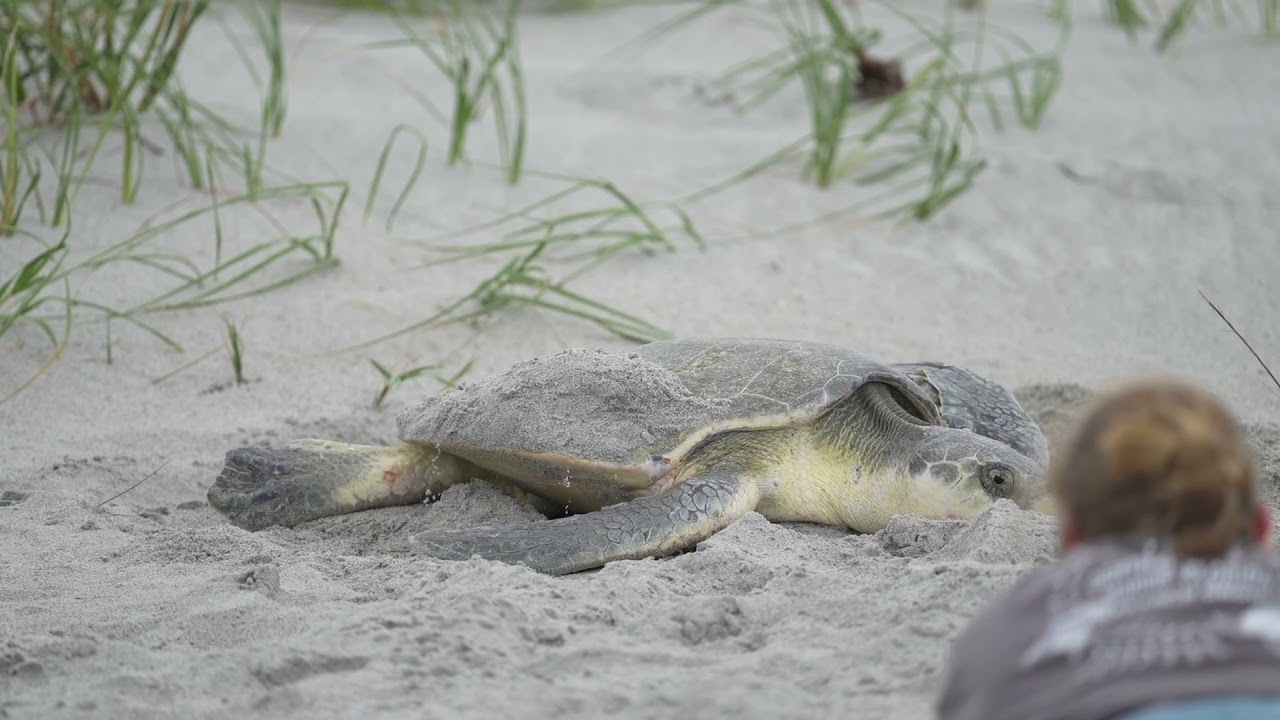 The rarest sea turtle in the world nested In Indialantic Florida on 5 ...
