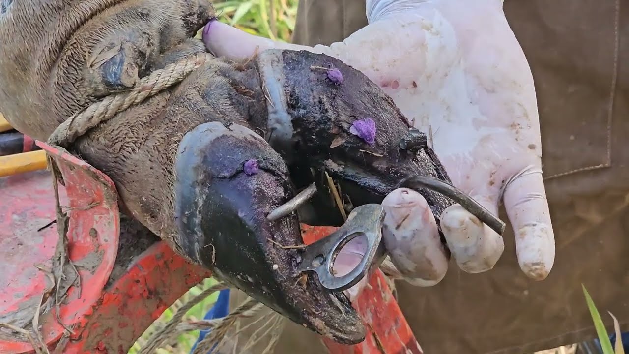 Emergency hoof care Preventing maggot infestations Removing a Deadly ...