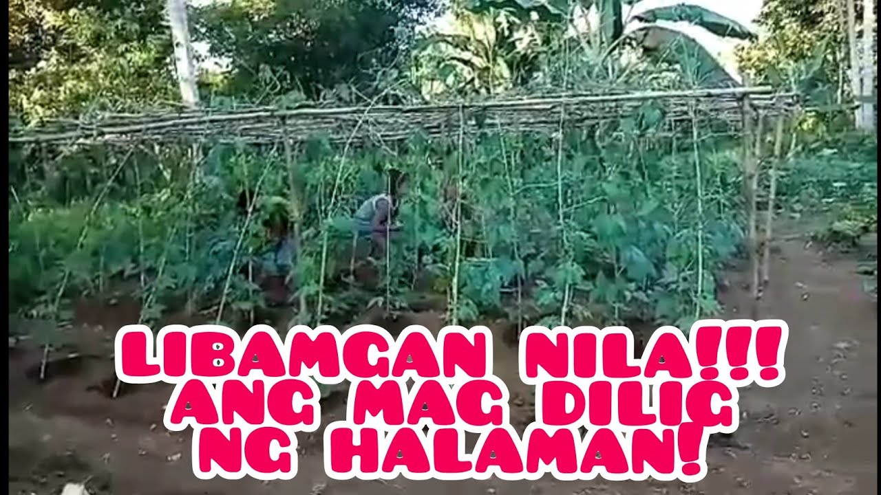 Libangan nila ang mag dilig ng halaman!!!😻😻 - YouTube