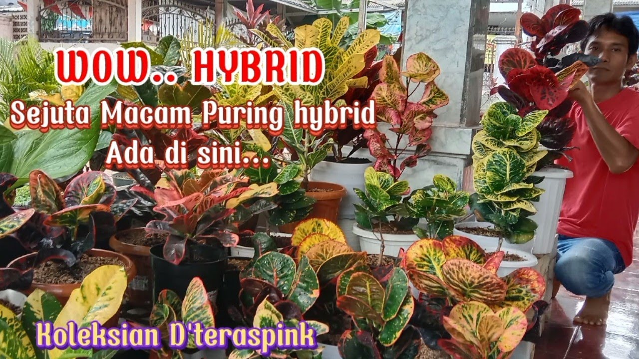 PURING HYBRID, ANEKA RAGAM JENIS PURING ADA DI SINI - YouTube