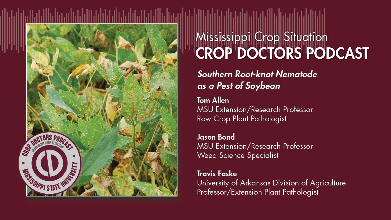 Southern Root-knot Nematode as a Pest of Soybean - YouTube