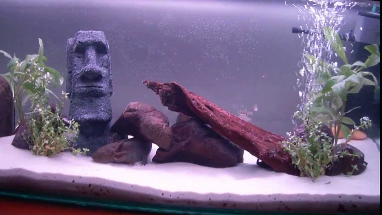 Axolotl Tank - YouTube