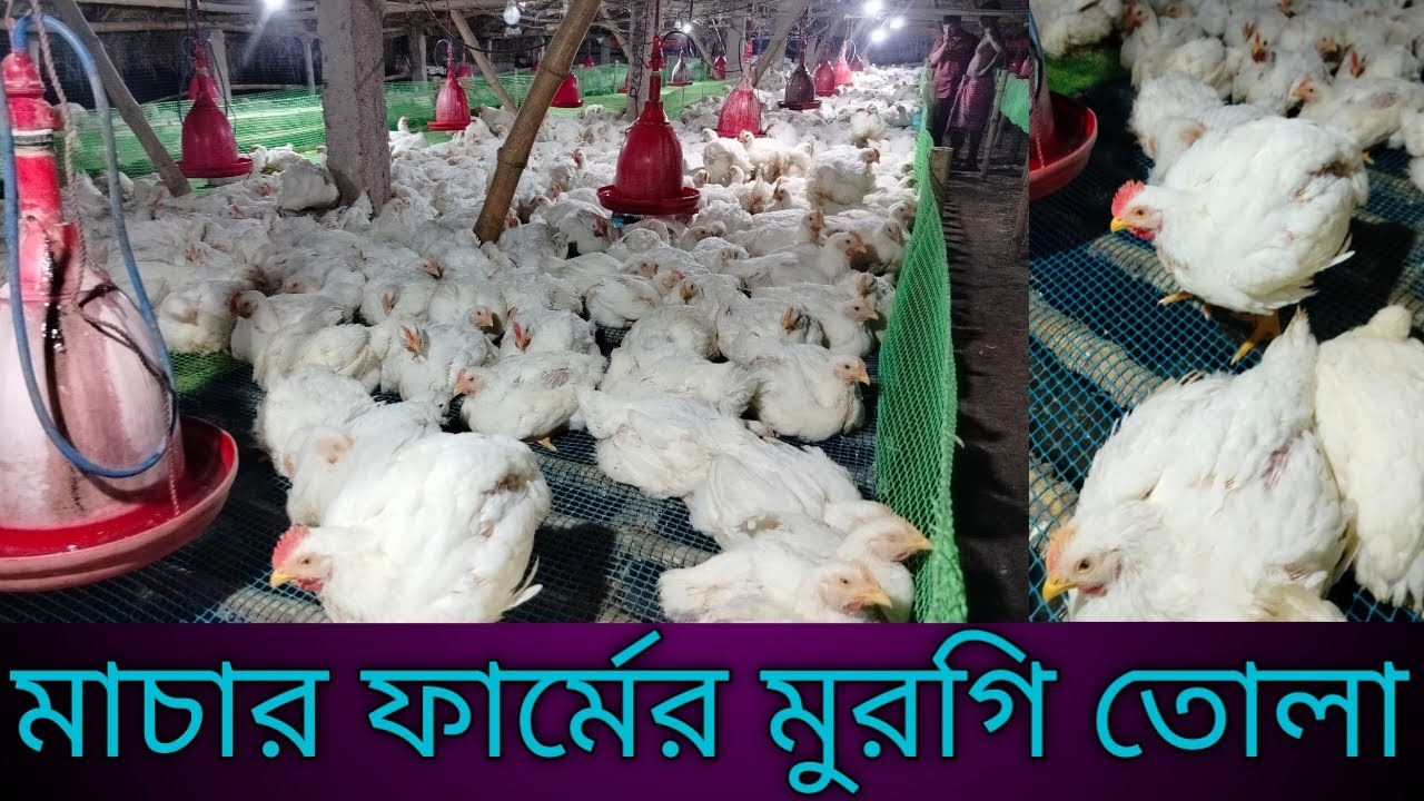 মাচার ফার্মের মুরগি তোলা/ murgi/ poultry/ chicken/ poultry farm ...