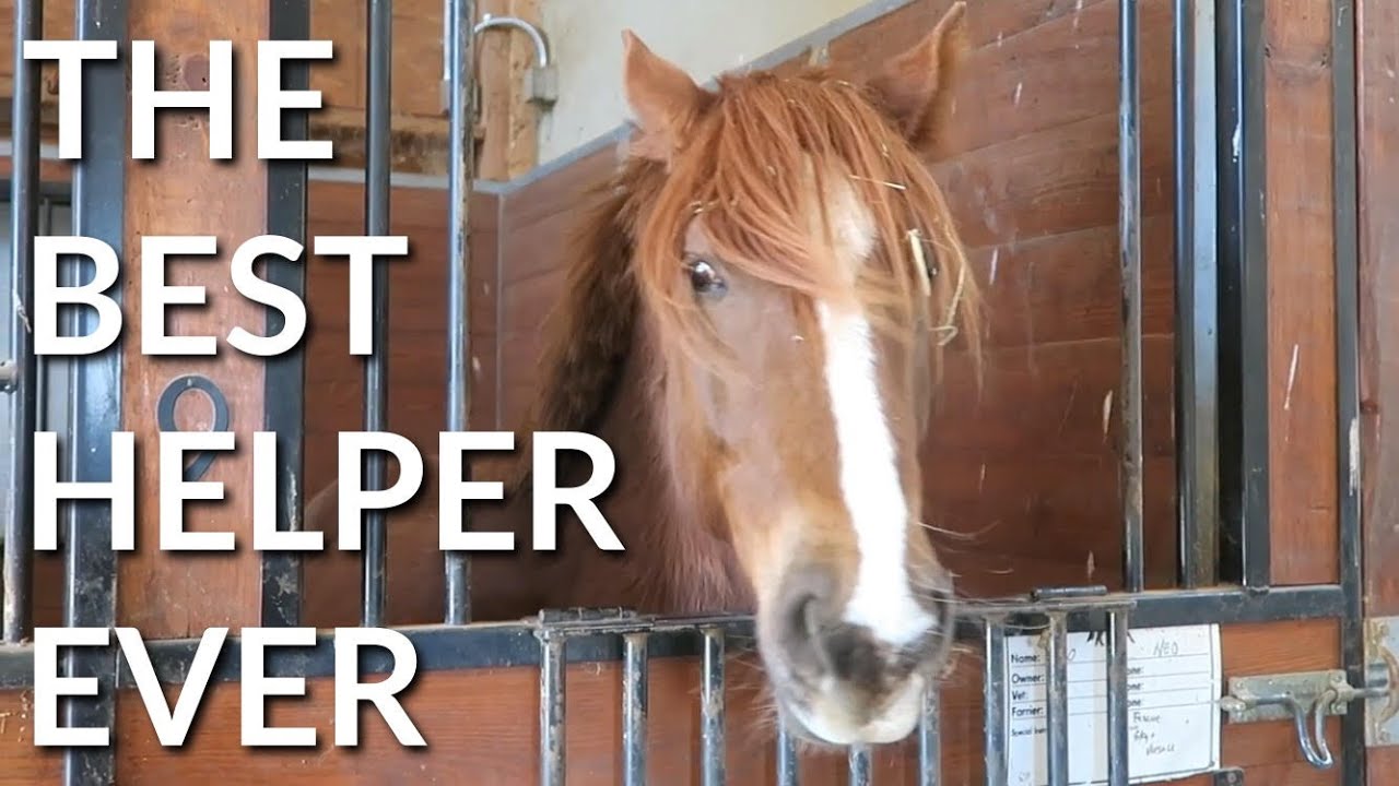 The Best Helper Ever! - YouTube