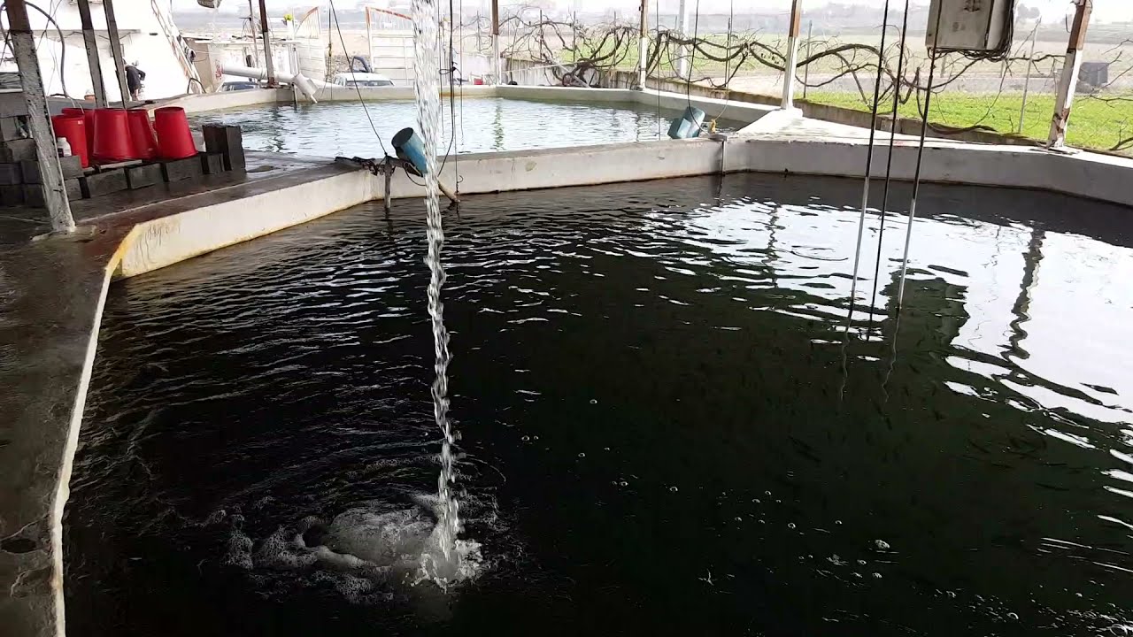 RAS RAINBOW TROUT FARM - YouTube