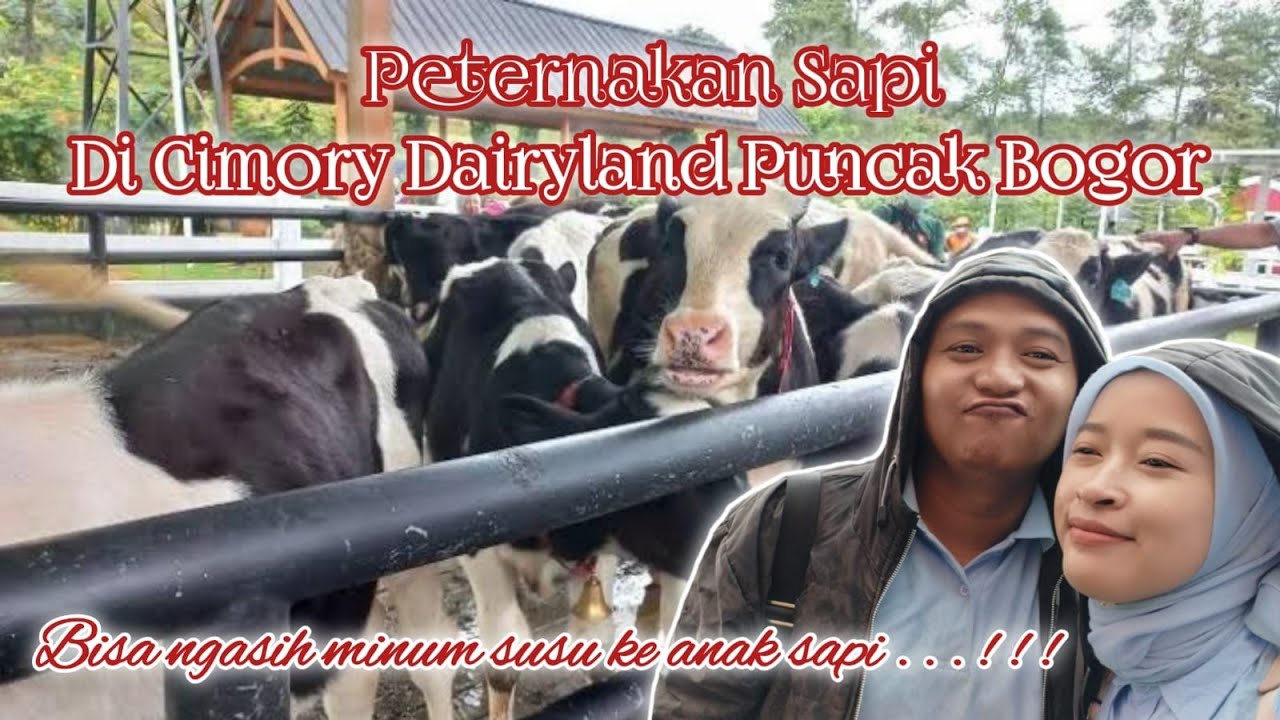 Seru Banget ‼️Ngasih Minum Susu Anak Sapi di Cimory Dairyland Puncak ...