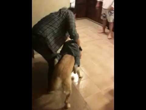 Boy riding dog - YouTube