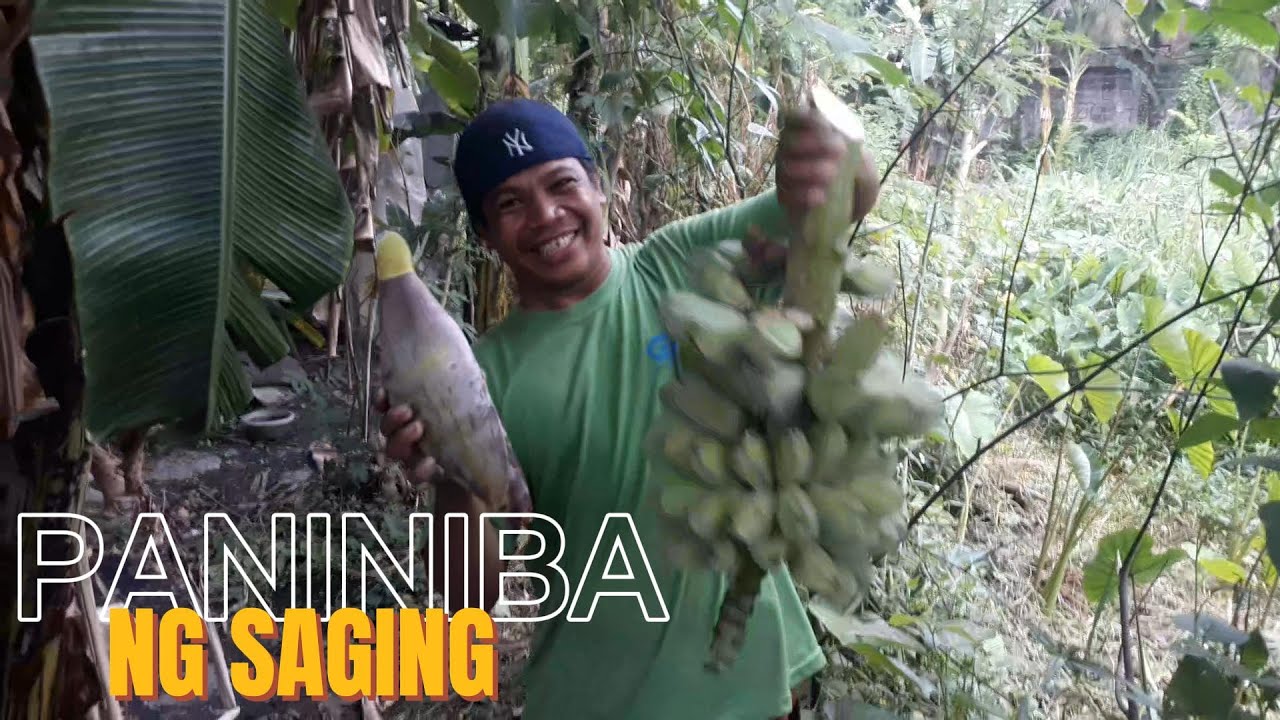 PANINIBA NG SAGING / SHORT VLOG - YouTube