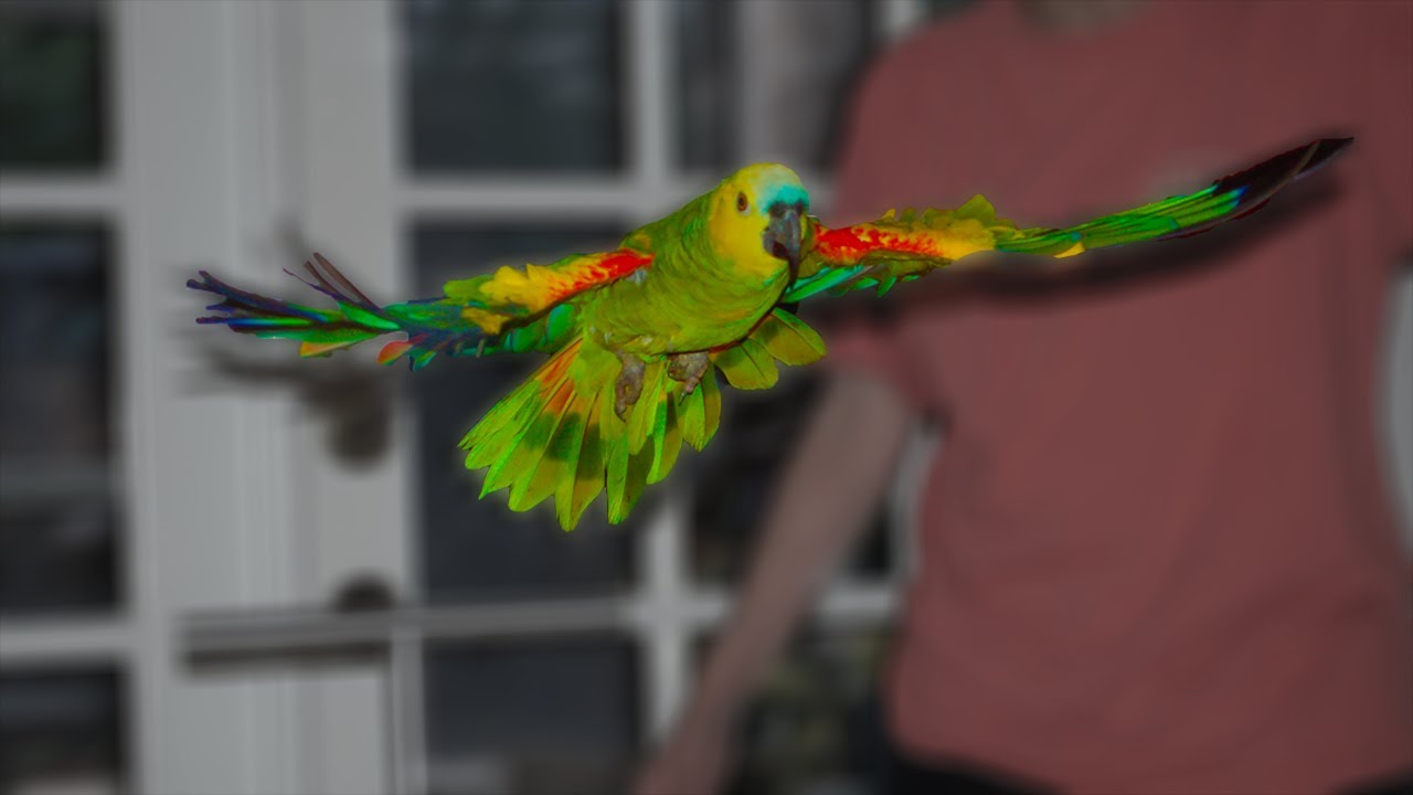 Amazon Parrot Flying | Storm - YouTube