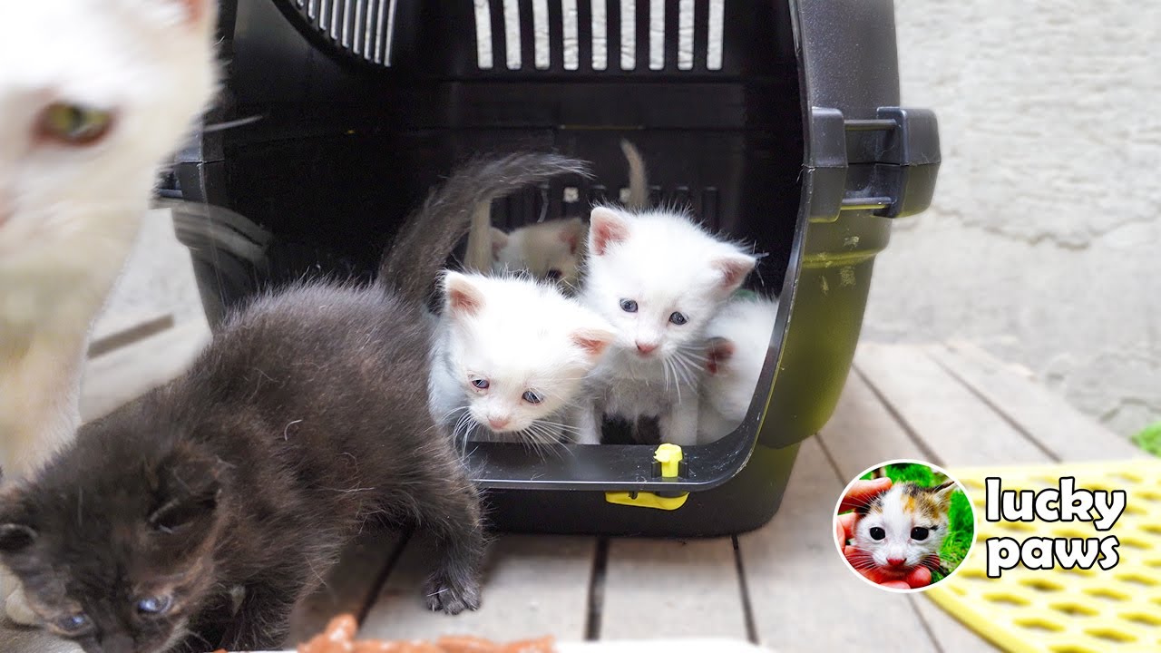 The man TRIES to SAVE the KITTENS living in the CLOSET DRAWER, but the ...