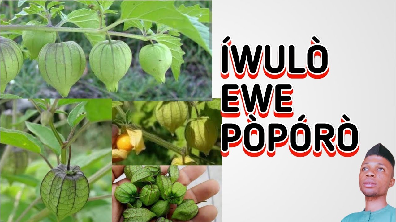 IWULO EWE KOROPO ‎@Dromoodoagbatv iwulo koropo fun ogun, - YouTube