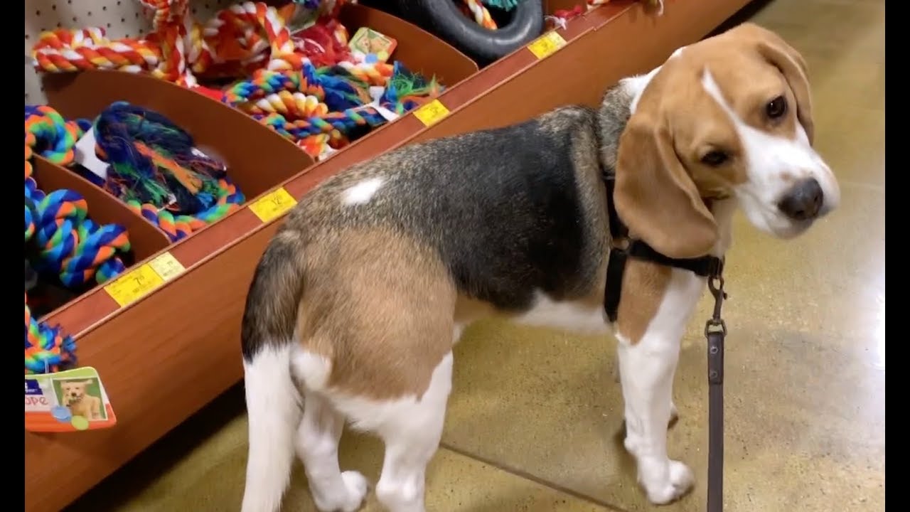 Cute beagle goes Christmas shopping - YouTube
