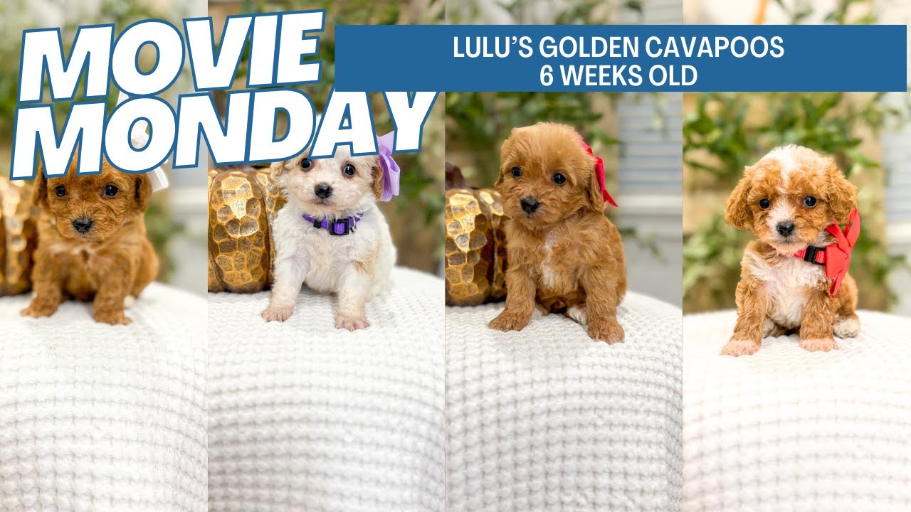 Lulu's Golden Cavapoo Puppies 6 weeks - YouTube