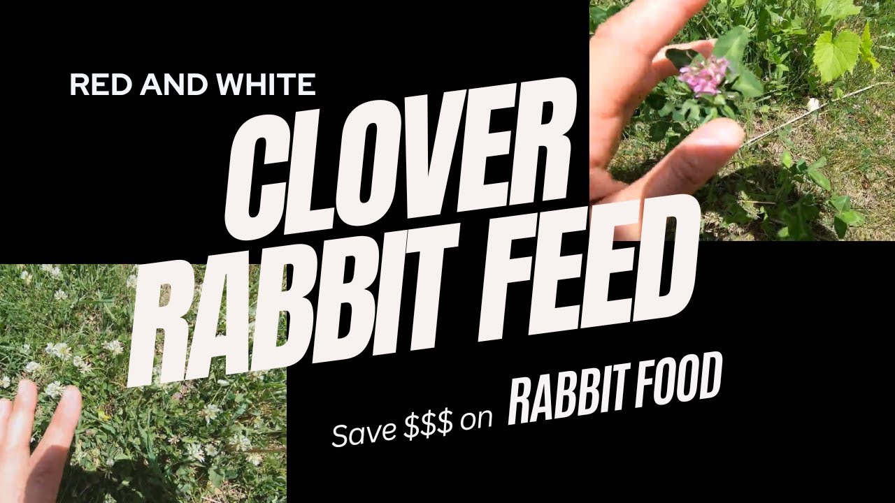 How to identify and feed red and white clover as rabbit food - YouTube