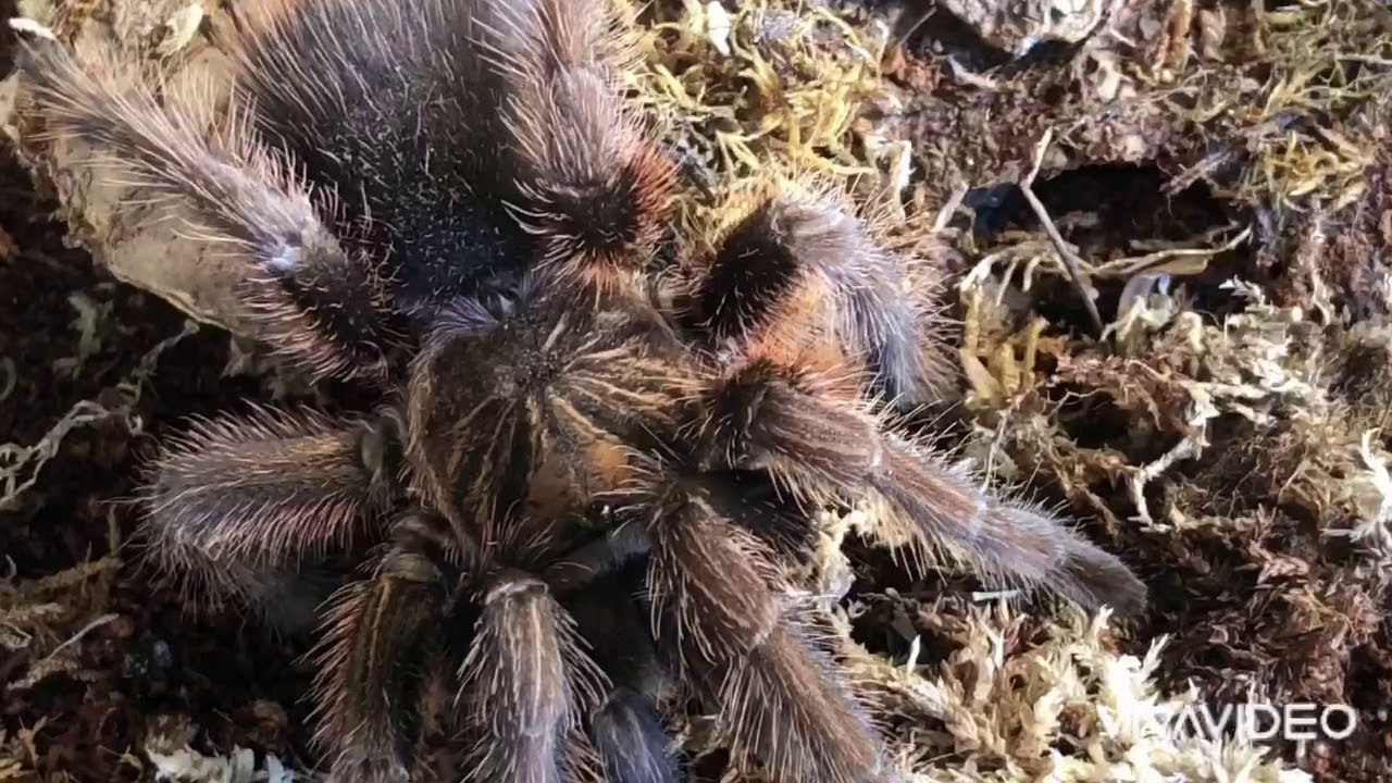 Phormictopus cancerides - Haitian Brown or Hispaniola Giant - YouTube