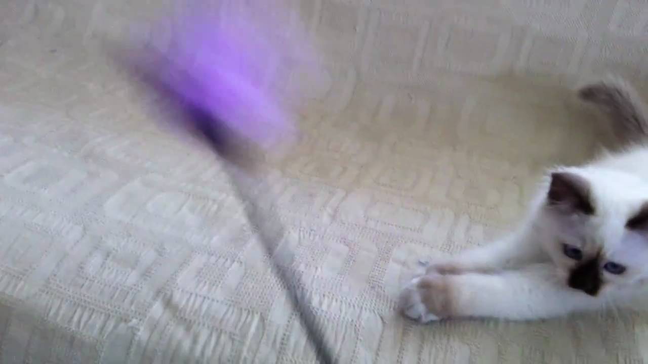 Our Chocolate point Birman kitten- Toshi - YouTube