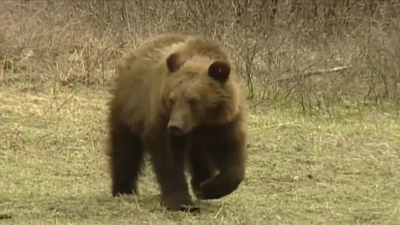 FWP advises to be "bear aware" as bears prepare for winter - YouTube