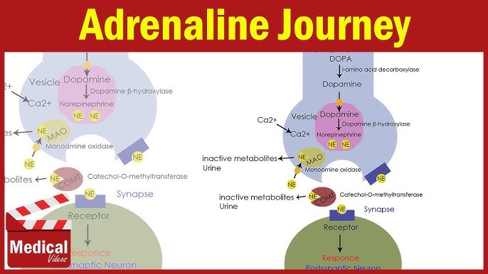 Rocuronium Mechanism Of Action Rocuronium Mechanism Of Action