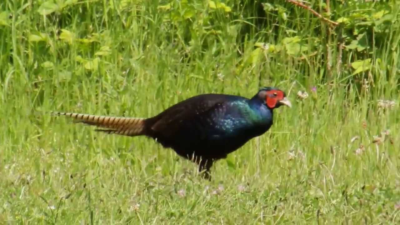BLACK PHEASANT - PHASIANUS COLCHICUS var. TENEBROSUS - YouTube