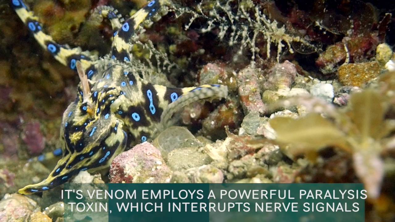 Blue Ring Octopus FACTS - YouTube