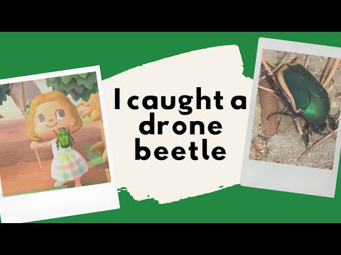 How Much Are Drone Beetles Worth Acnh