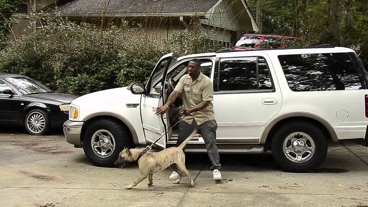 Demonstrating a home invasion In dogs we trust Inc 770 873 7058 - YouTube