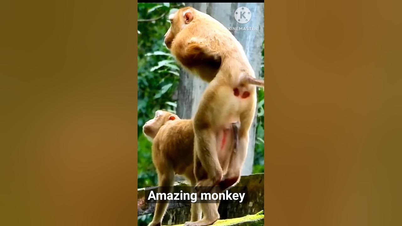 Monyet Hutan Omg Viral Monyet Lagi Kawin Peliharaan Monyet