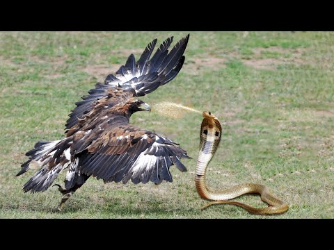 Eagle Vs King Cobra In A Big Fights To The Last Breath