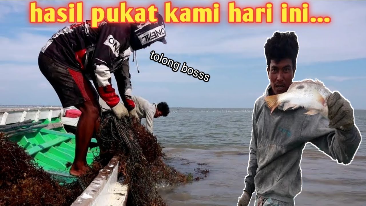 Pemukat Pancang Rumput Laut Kena Banyak - YouTube