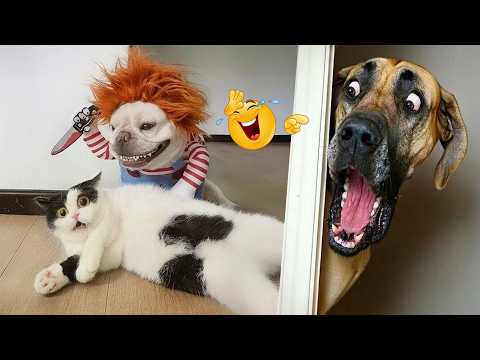 You Can’t Stop Laughing At These Dogs 🤣 FUNNIEST DOGS Video 2026